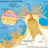 Coral Reefs - Types, Structure, Habitat, Formation, Importance ...