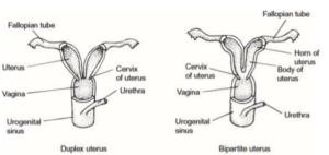 Urogenital System in Vertebrates - Structure, Development, Succession ...
