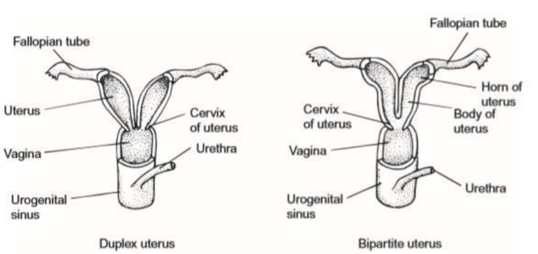 Urogenital System in Vertebrates - Structure, Development, Succession ...