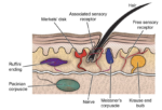 Sense Organs - Classification Of Receptors, Brief Account Of Visual And ...