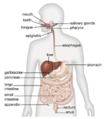 Physiology of Digestion - Organs, Mechanism, Regulation, Functions ...