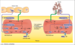 Physiology of Respiration - Respiratory System, Breathing, Gas Exchange ...