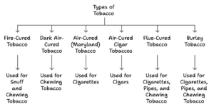 Tobacco Plant - Morphology, Processing, Uses And Health Hazards ...