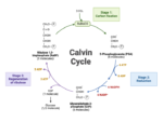 Calvin Cycle - Definition, Steps, Products, Functions - Biology Notes ...