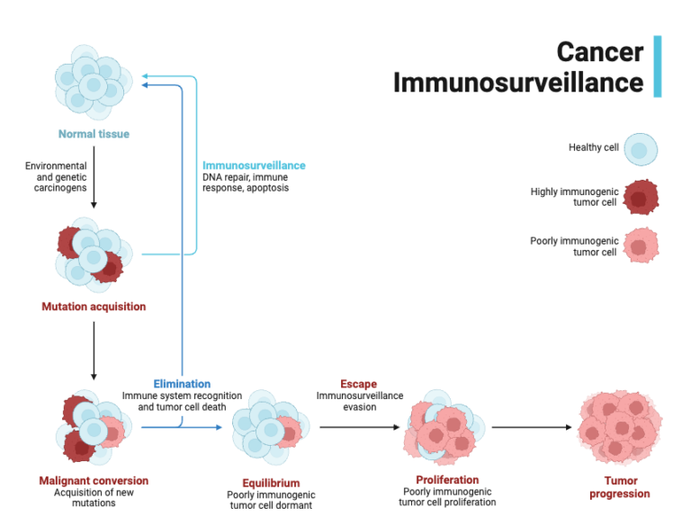 Cancer Cell - Definition, Types, Morphology, Development - Biology ...
