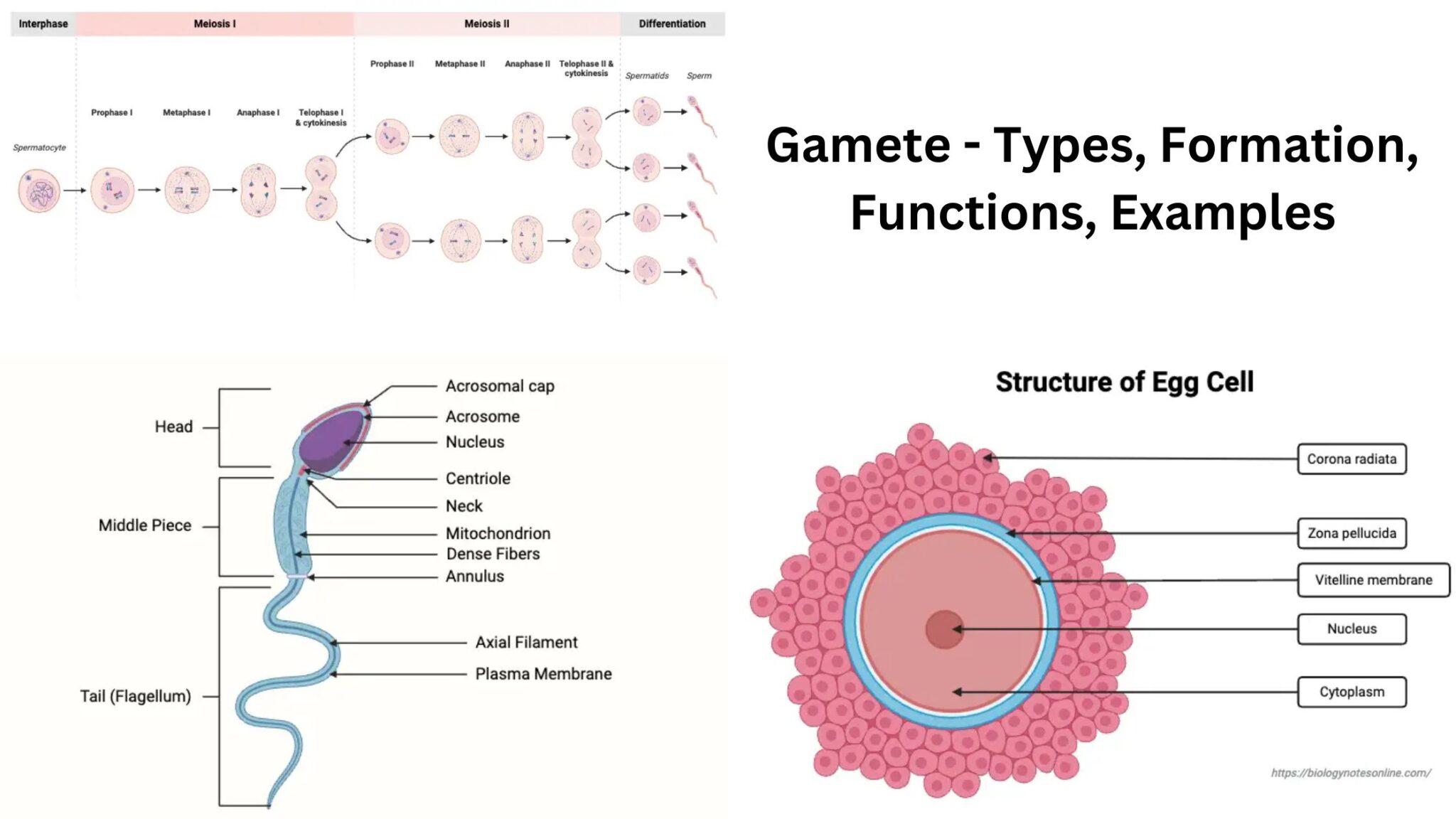 Membrane Lipids - Definition, Structure, Formation, Functions - Biology ...