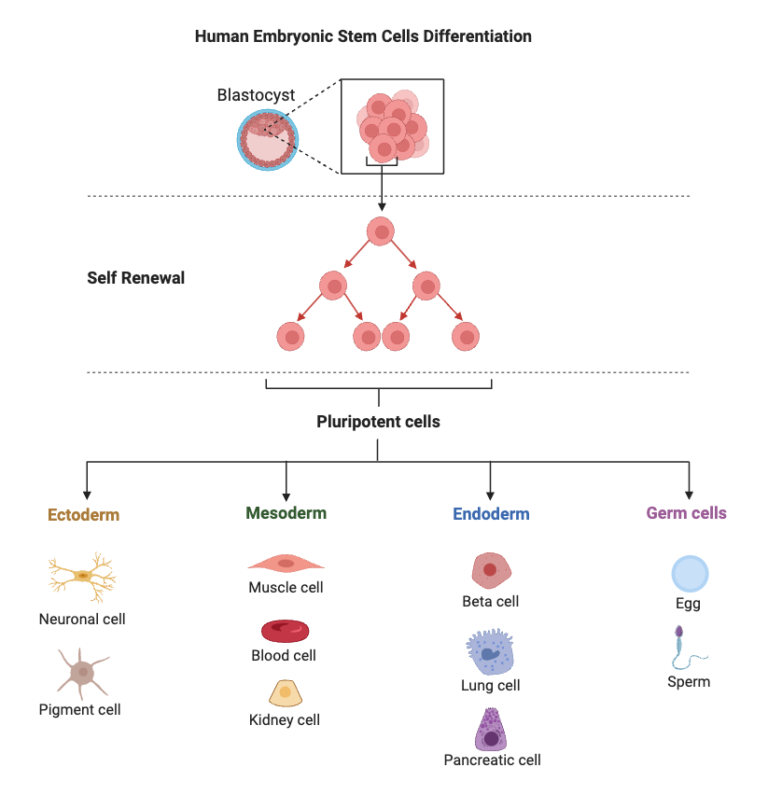 Cell Differentiation - Definition, Process & Examples - Biology Notes ...