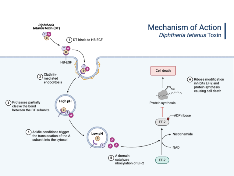 Corynebacterium diphtheriae - Morphology, Pathogenesis, treatment ...
