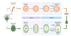 Asexual Reproduction - Definition, Types, Advantages, Examples ...