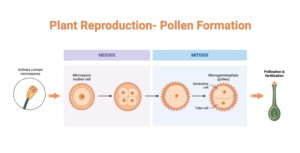 Asexual Reproduction - Definition, Types, Advantages, Examples ...