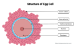 Egg Cell - Structure, Types, Functions - Biology Notes Online