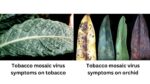 Tobacco mosaic virus (TMV) - Structure, Life cycle, Infection ...