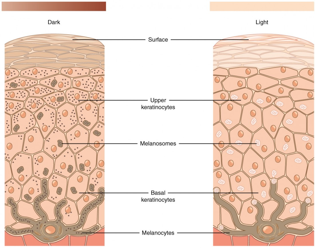 Skin - Definition, Structure, Disorders, Functions - Biology Notes Online