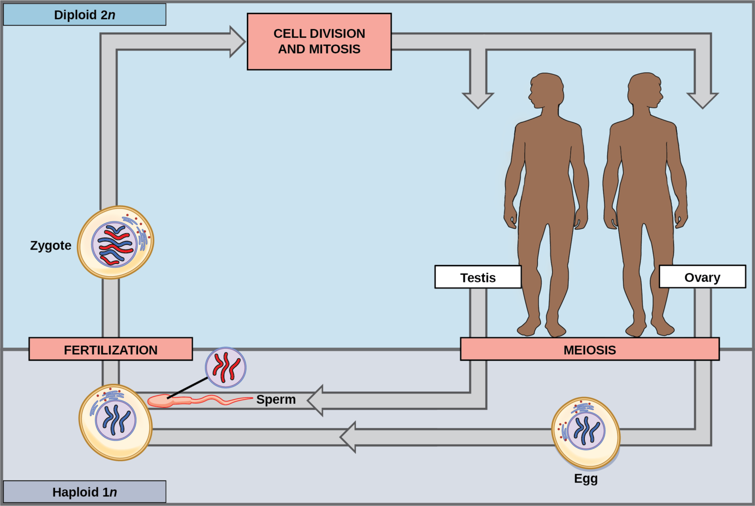 Sexual Reproduction - Stages, Types, Advantages, Examples - Biology ...