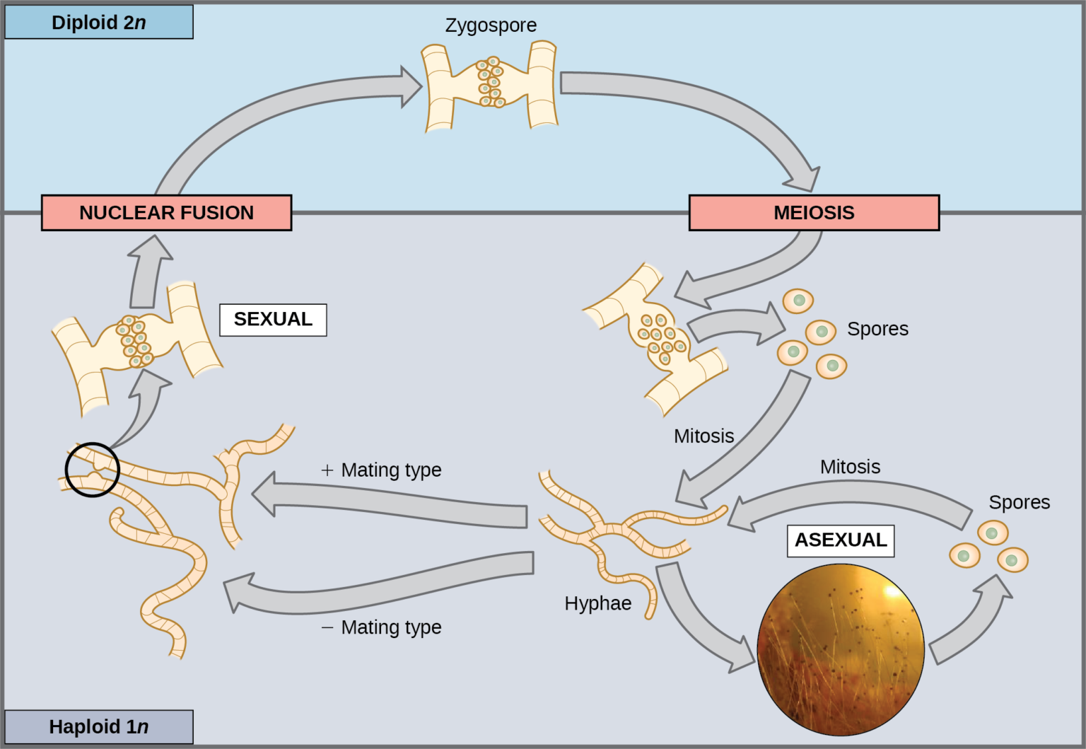 Sexual Reproduction - Stages, Types, Advantages, Examples - Biology ...