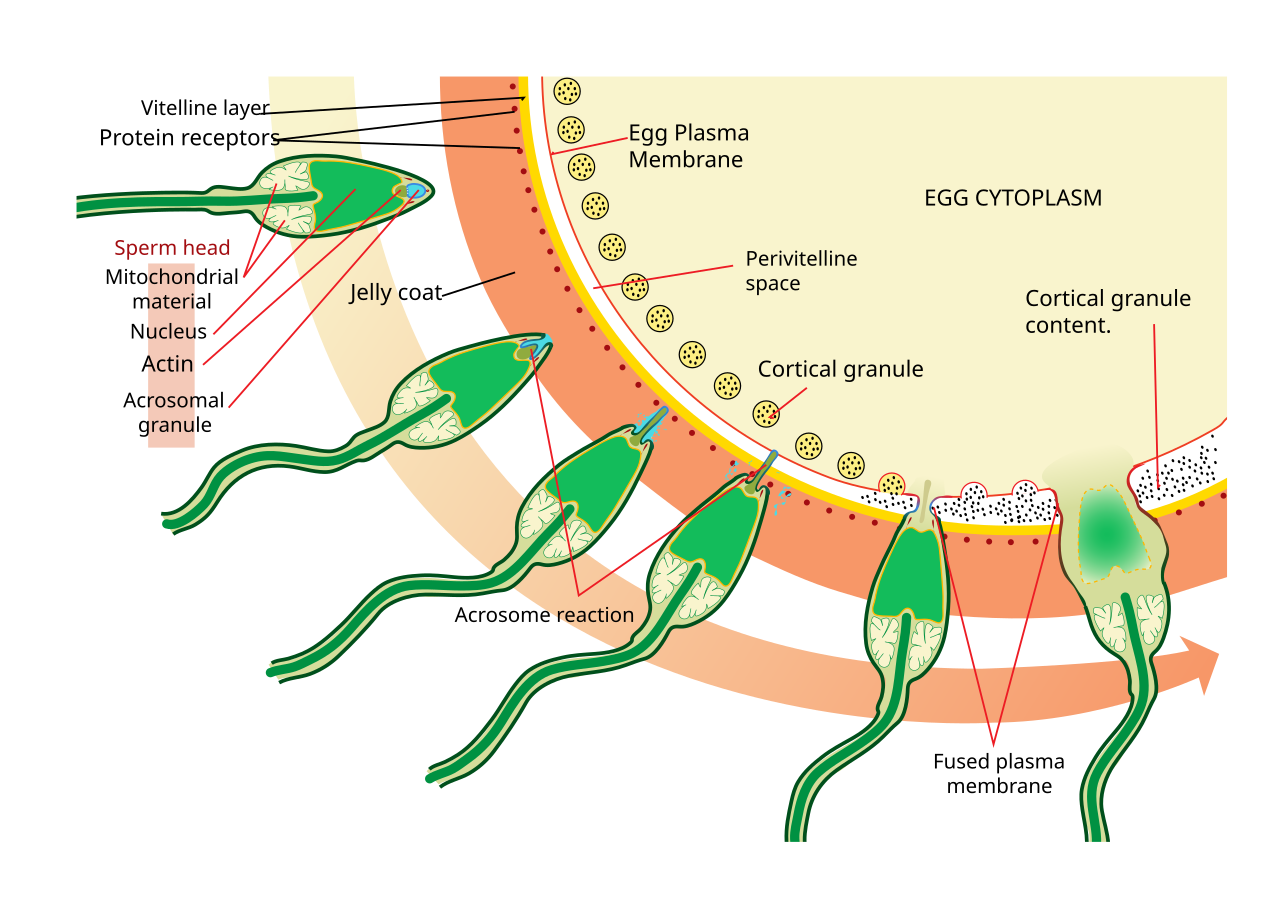 Egg Cell - Structure, Types, Functions - Biology Notes Online
