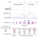 Menstrual Cycle - Definition, Stages, Significance - Biology Notes Online