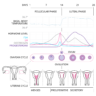 Menstrual Cycle - Definition, Stages, Significance - Biology Notes Online
