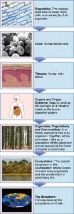 Biological Organization - History, Levels, Importance - Biology Notes ...