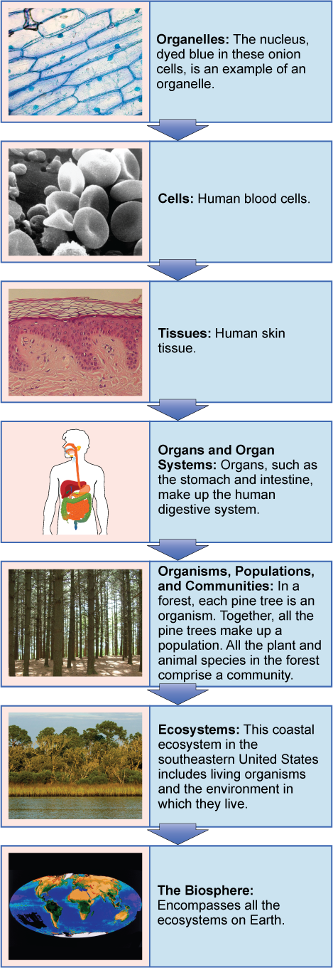 Biological Organization - History, Levels, Importance - Biology Notes ...