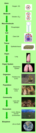 Biological Organization - History, Levels, Importance - Biology Notes ...