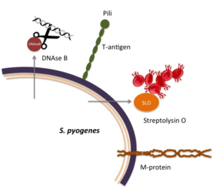 Streptococcus pyogenes - Morphology, Pathogenesis, Treatment - Biology ...