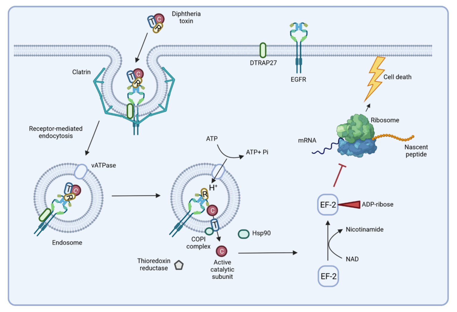 Corynebacterium diphtheriae - Morphology, Pathogenesis, treatment ...