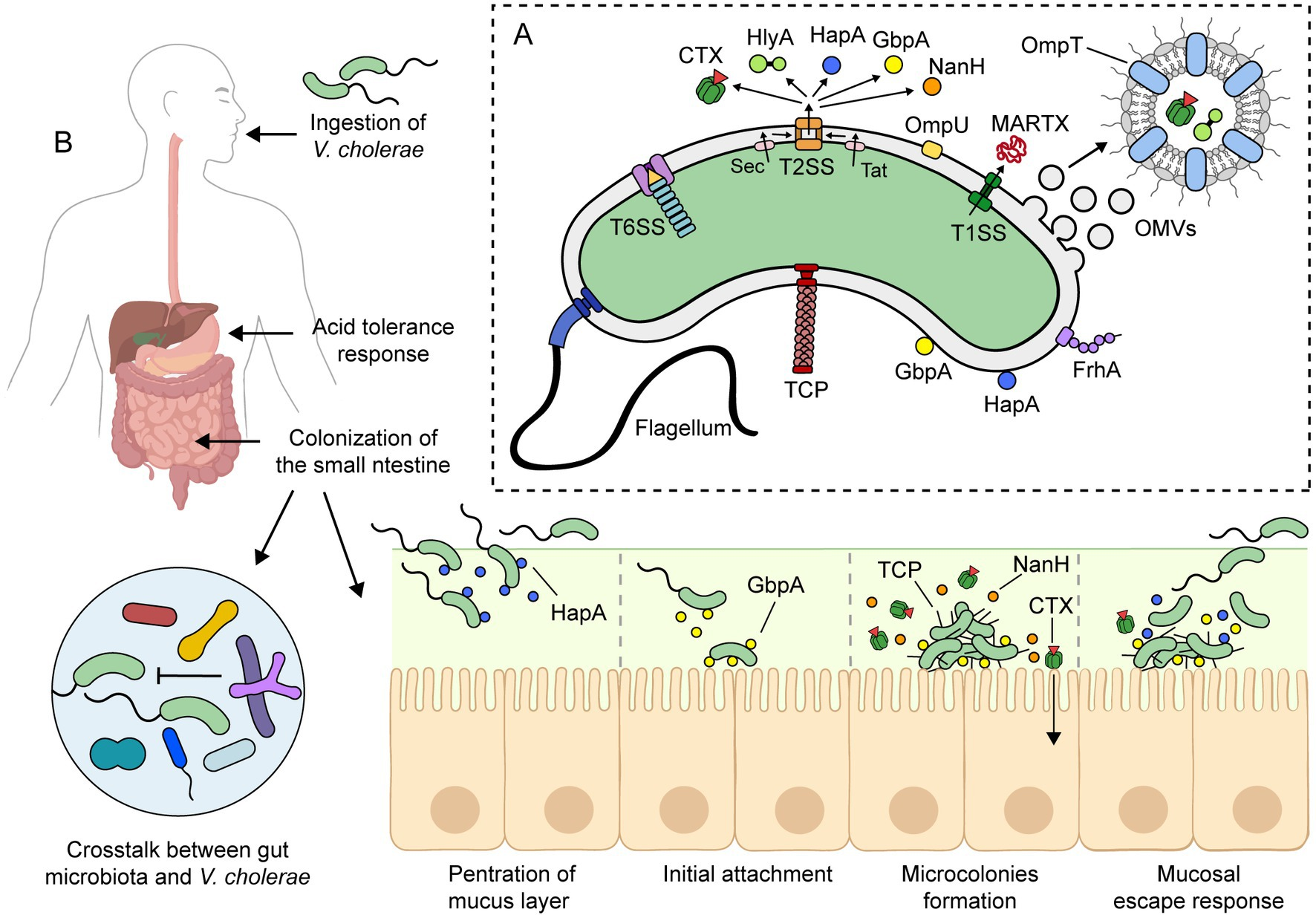 Vibrio cholerae Food Poisoning - Cholera toxin (CT) - Biology Notes Online
