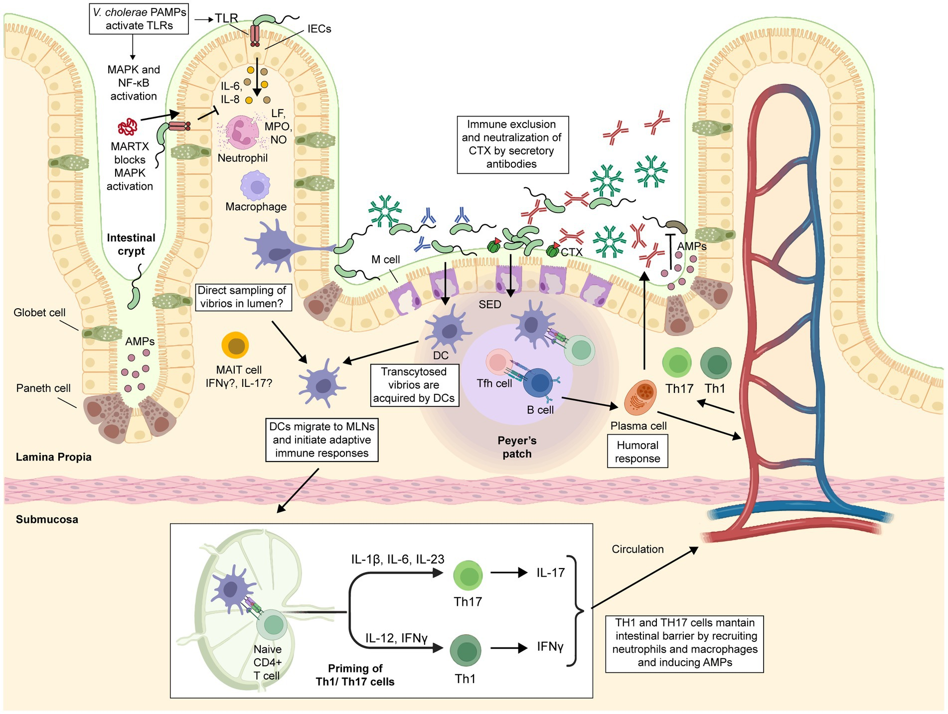 Vibrio cholerae Food Poisoning - Cholera toxin (CT) - Biology Notes Online