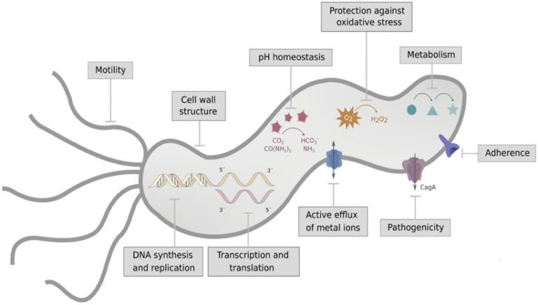 Helicobacter pylori - Definition, Morphology, Pathogenesis, Treatment ...