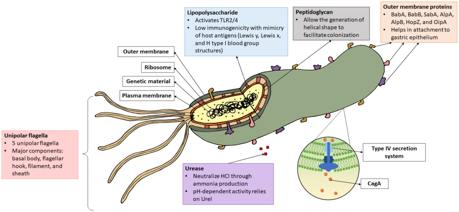 Helicobacter pylori - Definition, Morphology, Pathogenesis, Treatment ...
