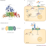 Bordetella pertussis - Habitat, Morphology, Pathogenesis, Treatment ...