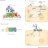 Bordetella pertussis - Habitat, Morphology, Pathogenesis, Treatment ...
