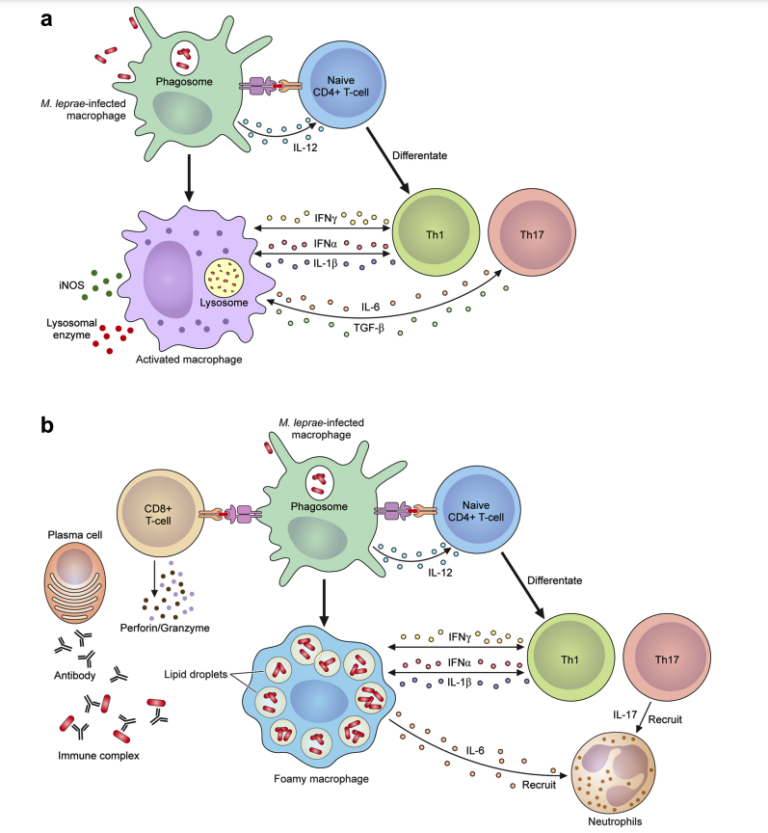 Mycobacterium leprae - Habitat, Morphology, Pathogenesis, Treatment ...