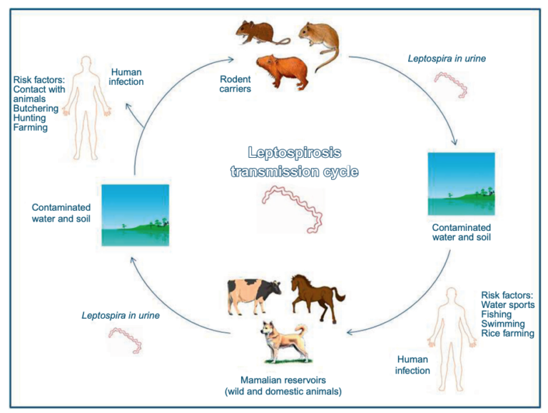 Leptospira interrogans - Habitat, Morphology, Pathogenesis, treatment ...
