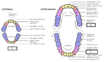 Human Teeth - Structure, Types, Functions - Biology Notes Online