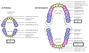 Human Teeth - Structure, Types, Functions - Biology Notes Online