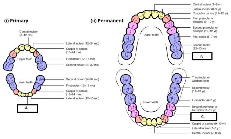 Human Teeth - Structure, Types, Functions - Biology Notes Online