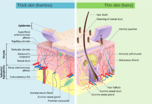 Skin - Definition, Structure, Disorders, Functions - Biology Notes Online