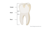 Human Teeth - Structure, Types, Functions - Biology Notes Online