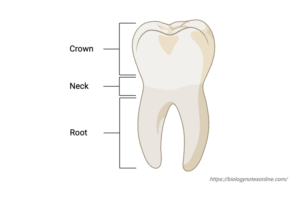 Human Teeth - Structure, Types, Functions - Biology Notes Online