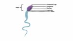 The Euglena Eyespot: A Photoreceptive Organelle Explained - Biology ...