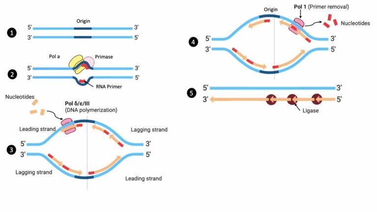Eukaryotic DNA Replication Process - Animation - Biology Notes Online