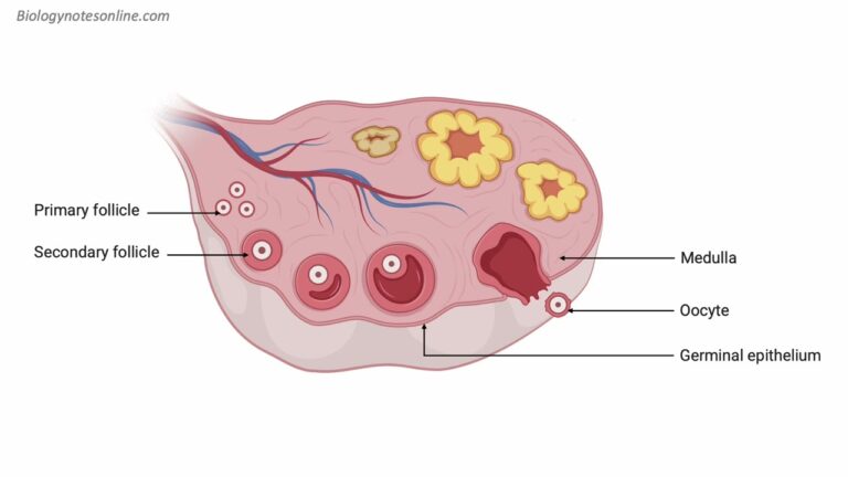 Eukaryotic Dna Replication Process Animation Biology Notes Online 7757