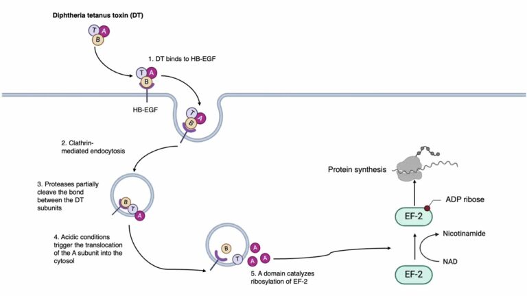 Simple Columnar Epithelium Explained - Biology Notes Online