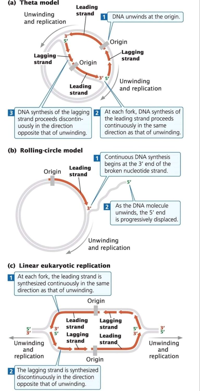 Different model of Replication - Theta, rolling circle, and linear DNA replication - Biology ...