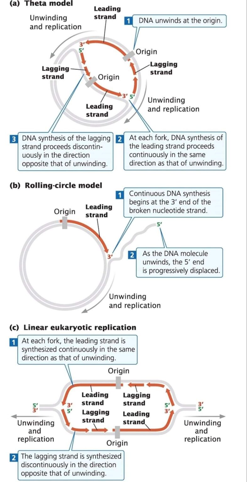Different model of Replication - Theta, rolling circle, and linear DNA ...