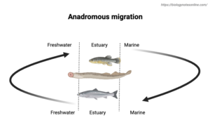 Migration in Fishes - Causes, Types, Methods, Significance - Biology ...