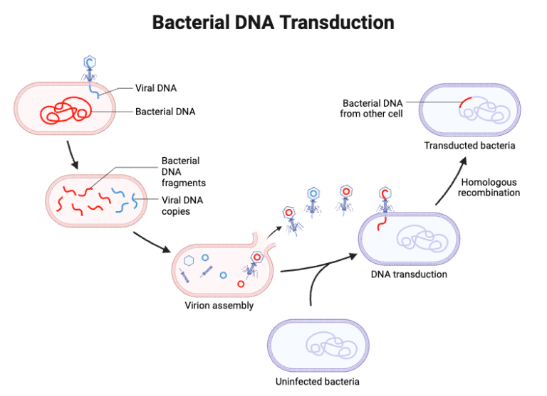 Bacterial Transduction - Definition, Types, Steps, Examples - Biology ...