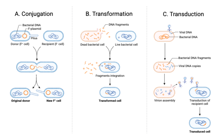 Bacterial Conjugation - Definition, Steps, Importance Examples ...